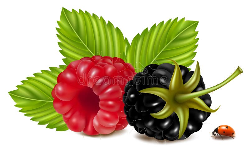 Ripe raspberry stock vector. Illustration of raspberry - 18778545