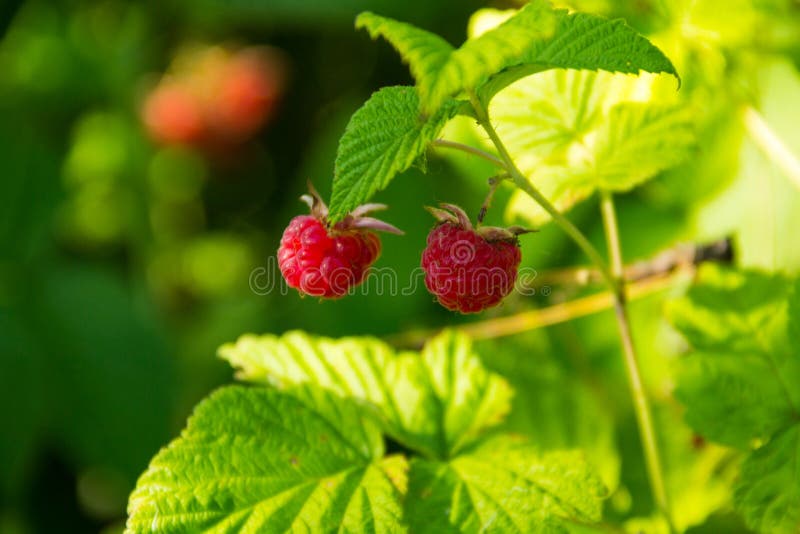 Ripe Raspberries on a Bush in Garden Stock Image - Image of healthy ...