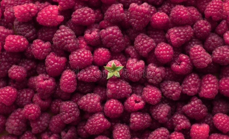 Ripe Raspberries Close-up Macro Photography, Selective Focus, Fruit ...
