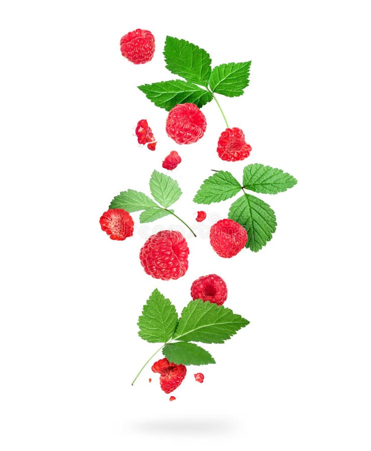 Ripe Raspberries with Green Leaves in the Air Isolated on White ...