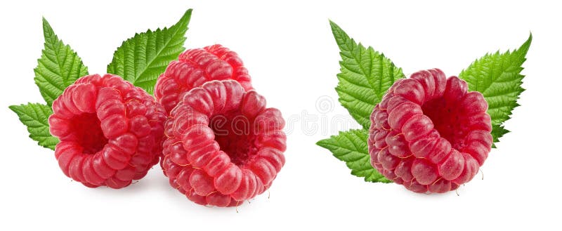 Ripe Raspberries with Green Leaves Isolated on White Background ...