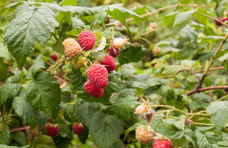 Ripe Raspberries Growing on a Branch Stock Image - Image of juicy ...