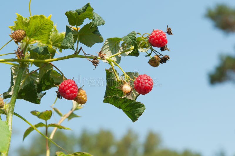 Ripe Raspberries Growing on a Branch Stock Image - Image of closeup ...