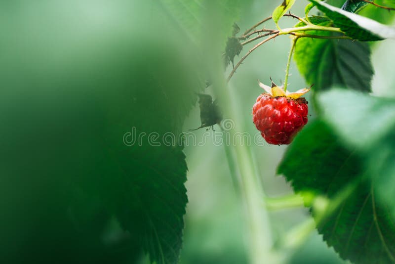 Ripe Raspberries Growing on the Bush Leaves Background Stock Photo ...