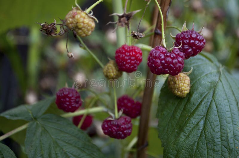 Ripe Raspberries are Growing in the Garden Stock Photo - Image of ...