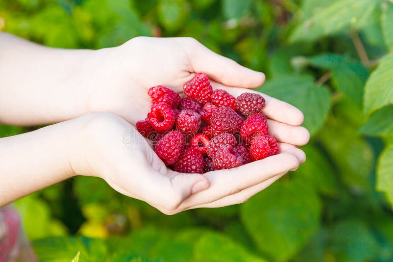 Ripe Raspberries in Hands Outdoors Stock Image - Image of collect, bush ...
