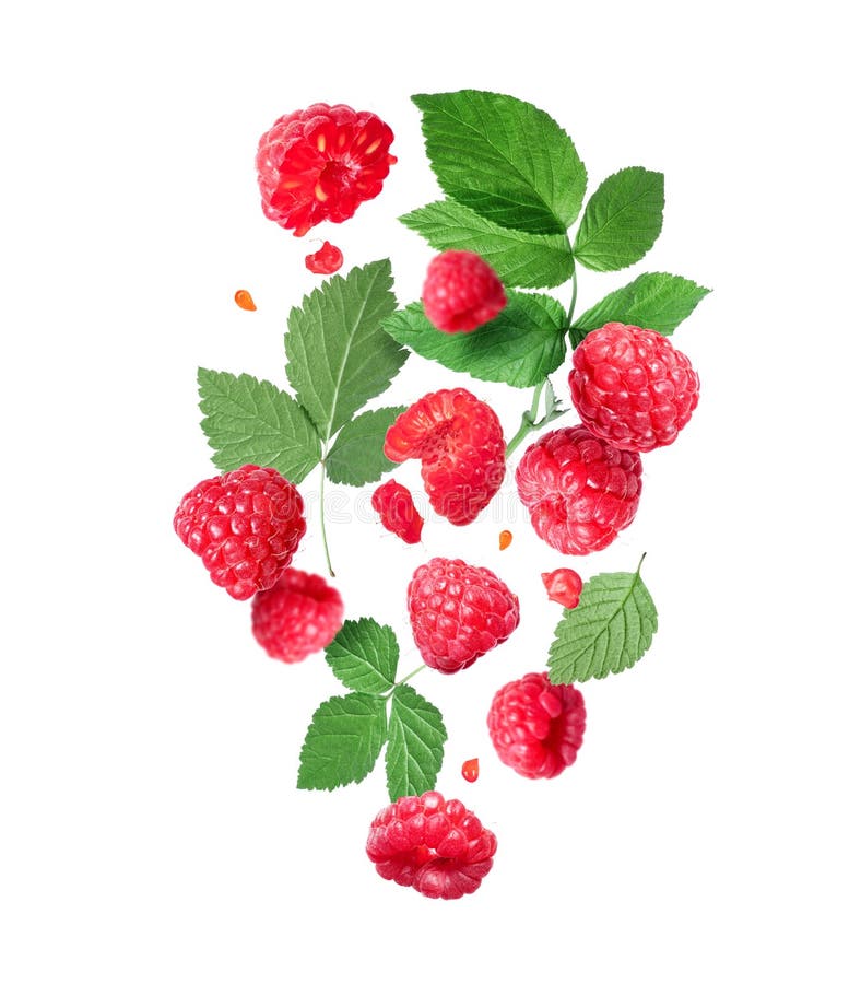Ripe Raspberries with Leaves in the Air Isolated on a White Background ...