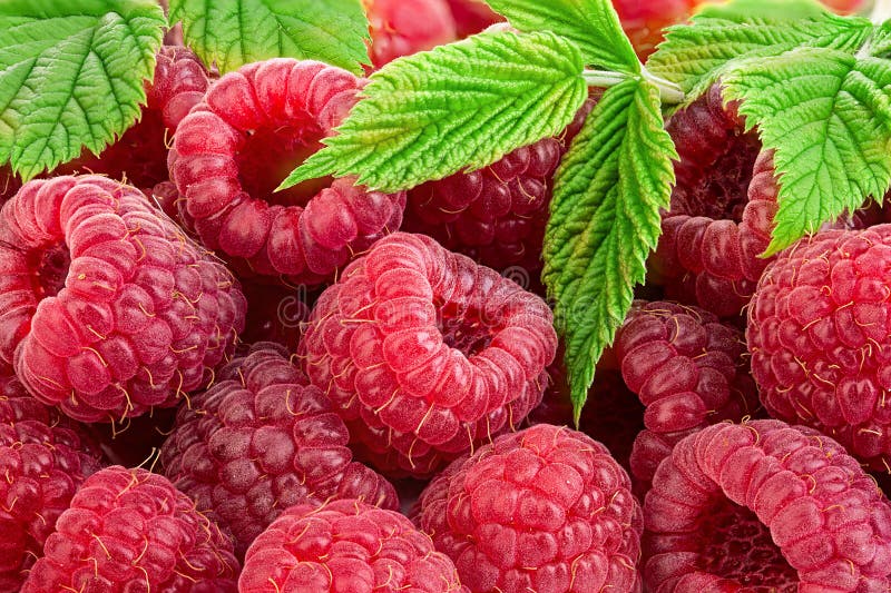 Ripe Raspberries with Leaves Close-up Stock Photo - Image of berry ...