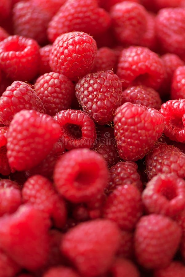Ripe Raspberries Macro. Selective Focus. Fruit Background with Copy ...