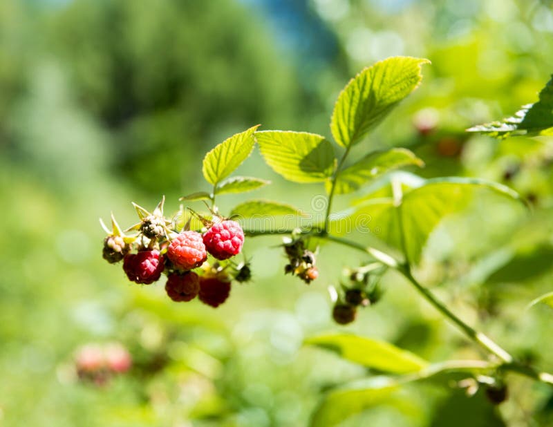Ripe Raspberries on Raspberry Bushes Stock Image - Image of honey ...