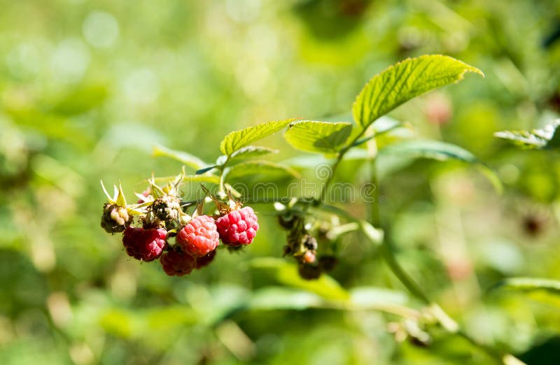 Ripe Raspberries on Raspberry Bushes Stock Image - Image of forest ...