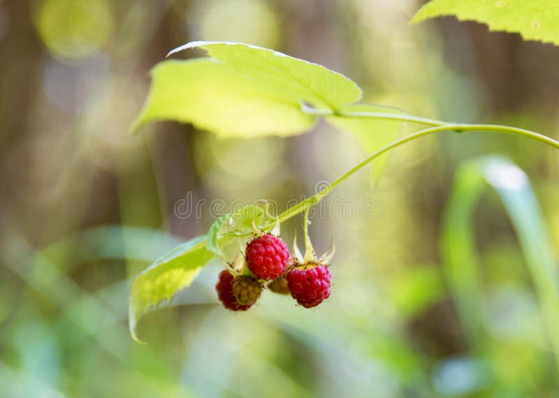 Ripe Raspberries on Raspberry Bushes Stock Image - Image of background ...