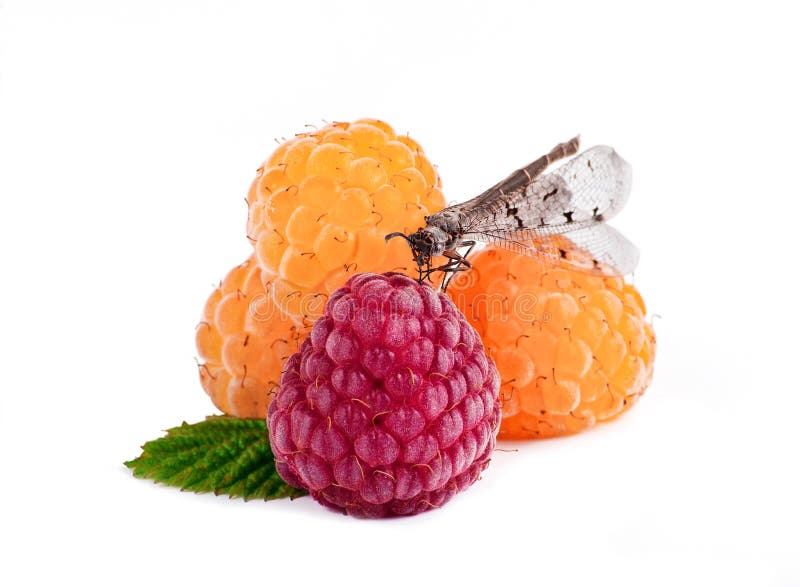 Ripe raspberries stock photo. Image of ingredient, eating - 35813878