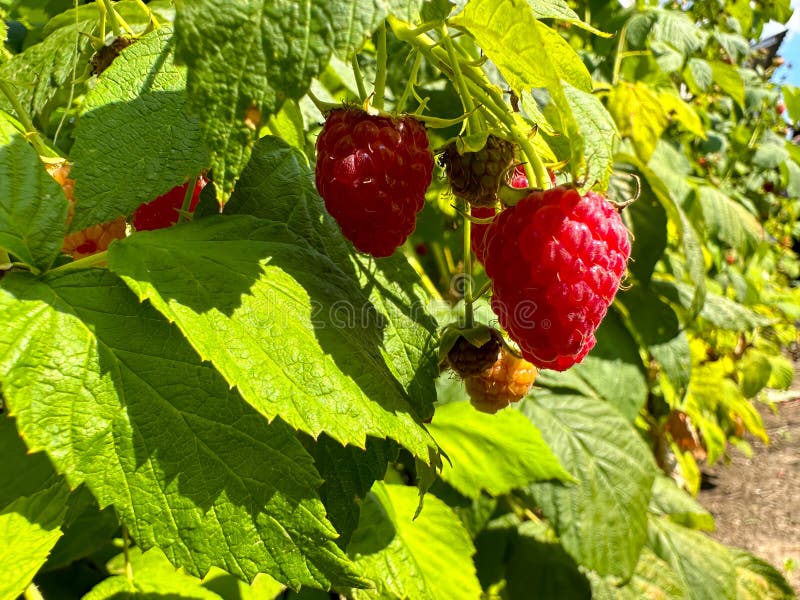 Ripe Raspberries Ripen Under the Rays of the Sun Stock Photo - Image of ...