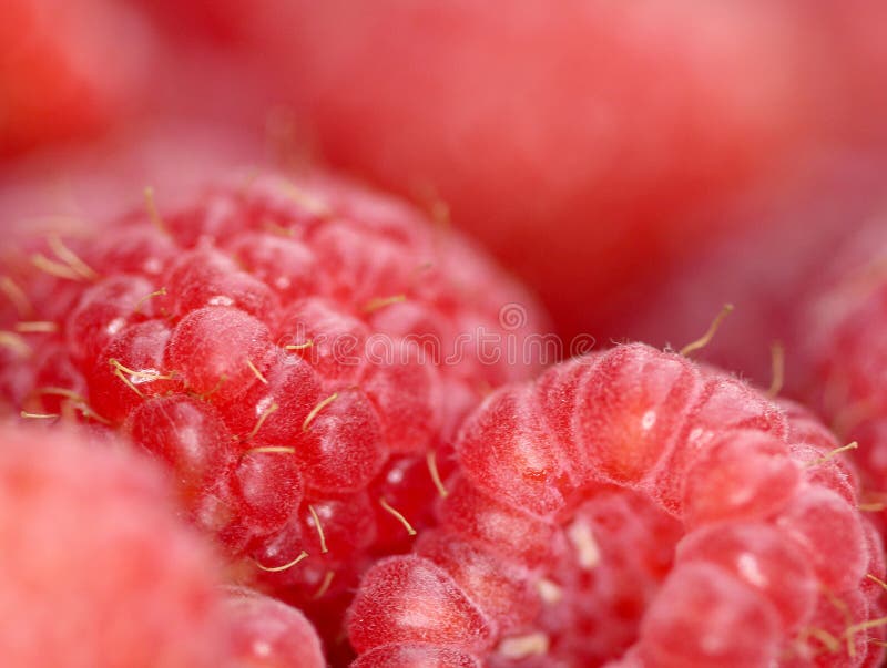 Ripe Raspberriesm Macro Picture Stock Photo - Image of sour, branch ...