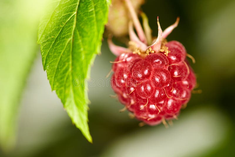 Ripe raspberry stock photo. Image of breed, autumn, little - 11345786