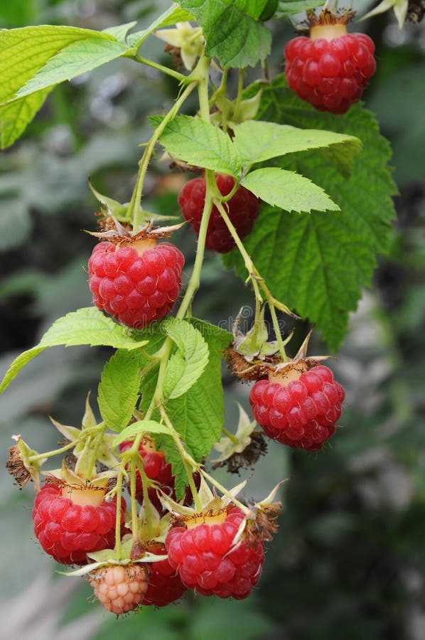 Ripe raspberry stock photo. Image of leaves, green, raspberry - 16565628