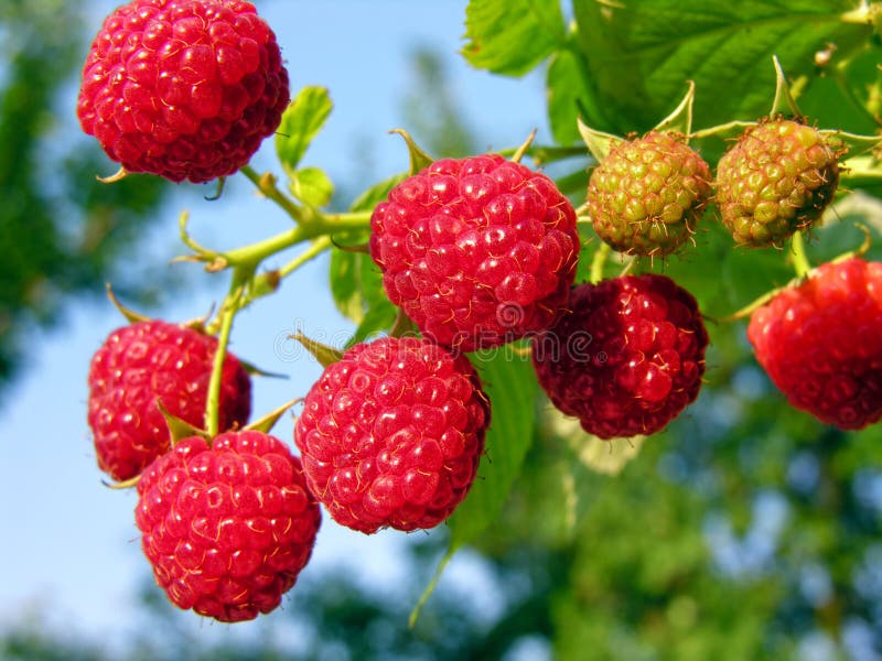 Ripe raspberry stock image. Image of detailed, raspberry - 15697061