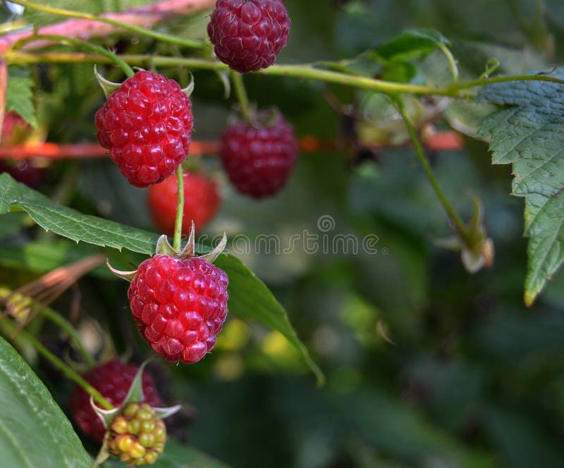 Ripe Raspberry stock image. Image of bush, juicy, raspberry - 21896739