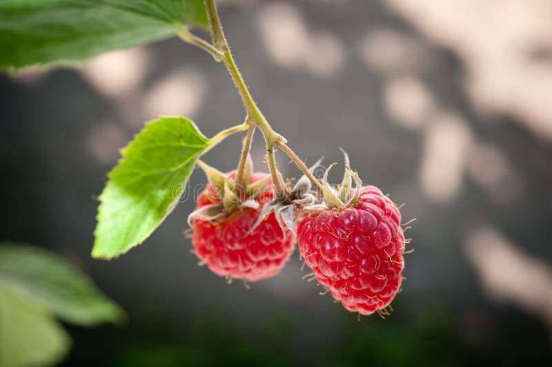 Ripe raspberry stock image. Image of lifestyle, raspberry - 25182357