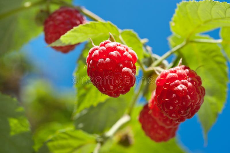 Red Raspberry stock image. Image of green, nutritious - 8776297