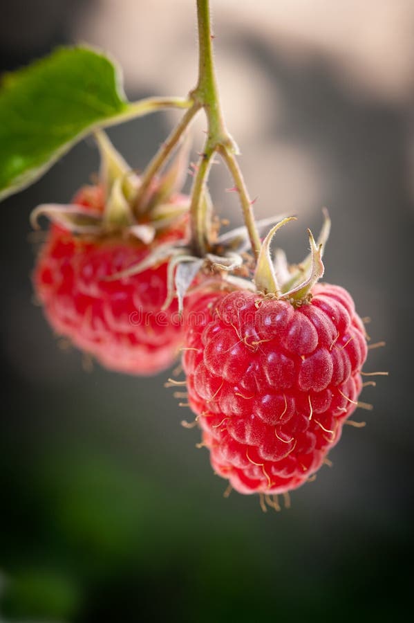 Ripe raspberry stock image. Image of close, green, organic - 25266361