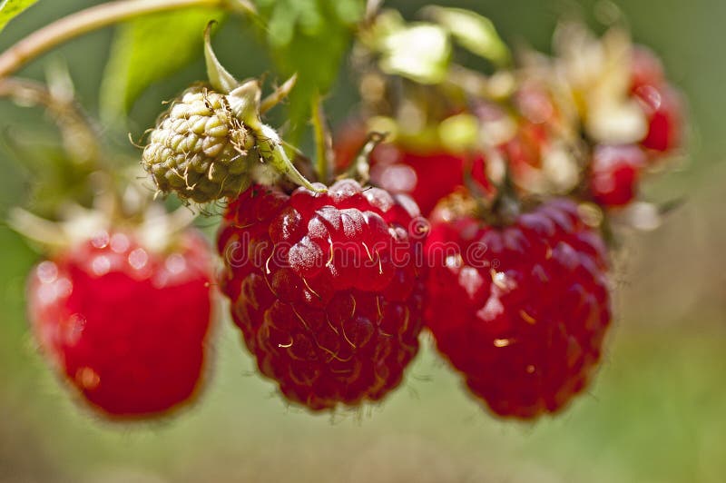Ripe raspberry stock photo. Image of summer, aroma, harvest - 25676068