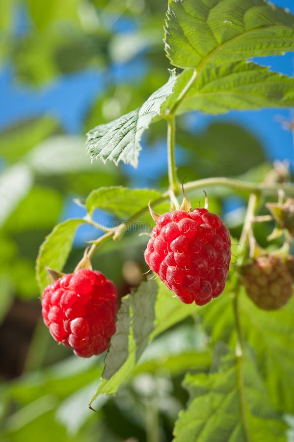 Raspberries stock photo. Image of healthy, berry, raspberry - 25948926