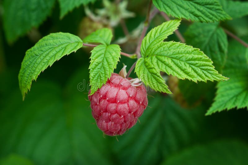 Ripe raspberry stock photo. Image of green, sweet, raspberry - 25982882