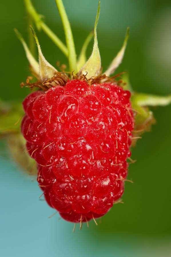 Ripe raspberry stock image. Image of fresh, outdoors - 26089771
