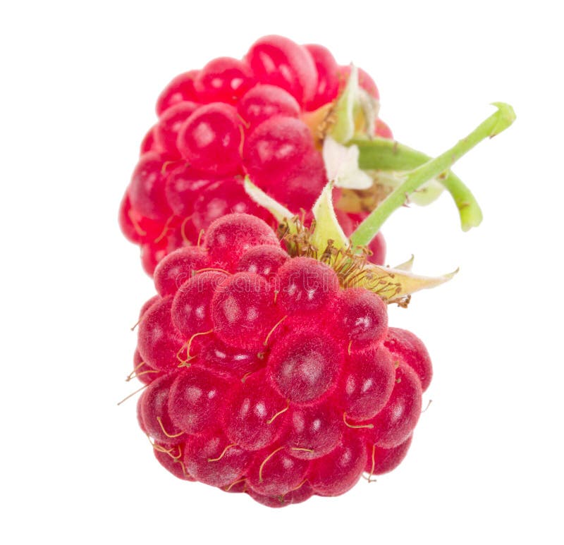 Ripe raspberry stock image. Image of sweet, ripe, isolated - 26599339