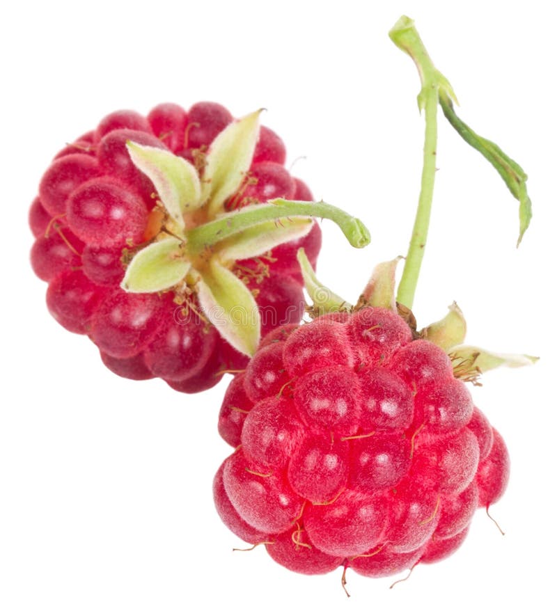 Ripe raspberry stock photo. Image of healthy, food, nature - 26612922