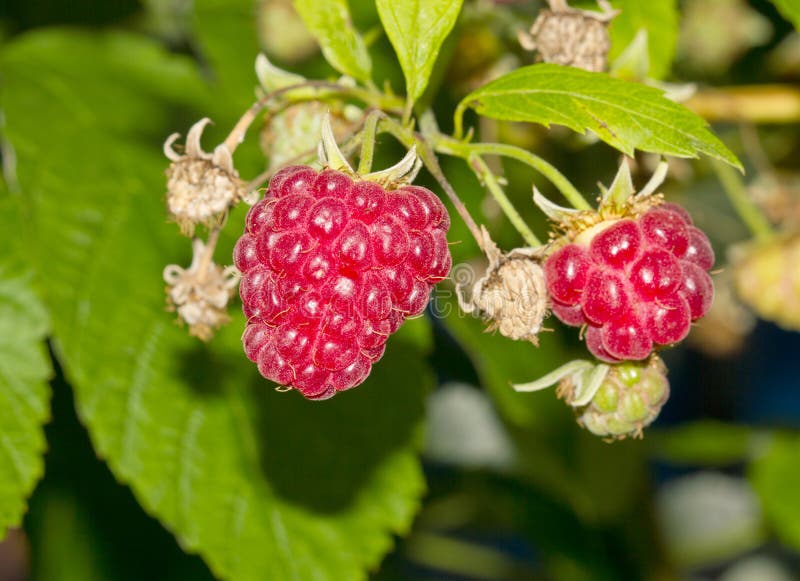 Ripe Raspberry stock photo. Image of eating, botany, leaf - 26713028