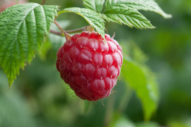 Ripe raspberry 2 stock photo. Image of berry, delicious - 25983208