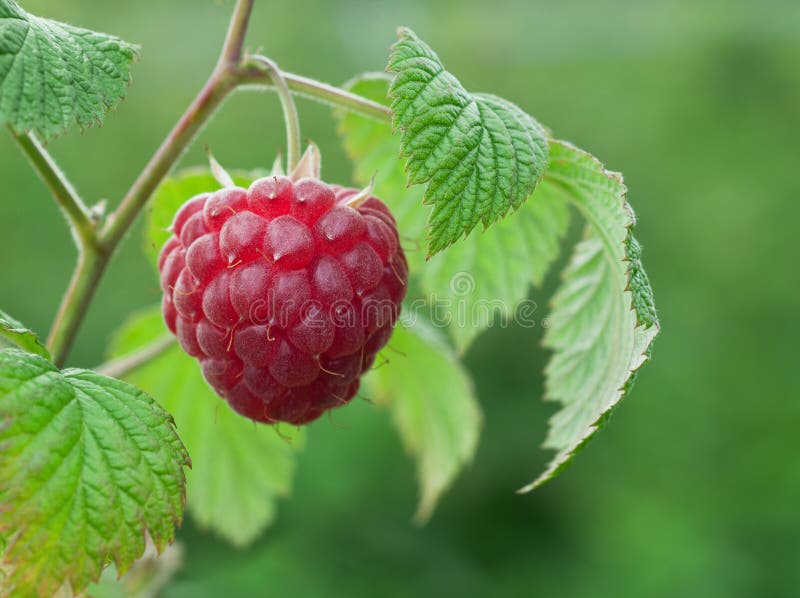 Ripe raspberry 4b stock image. Image of juicy, ripe, vitamin - 25990307
