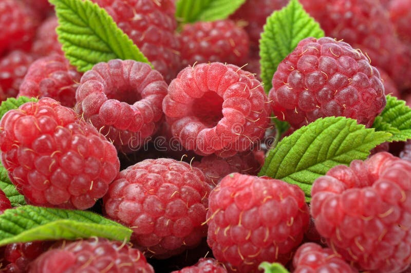 Ripe raspberry stock photo. Image of pulpy, berry, aroma - 32184716