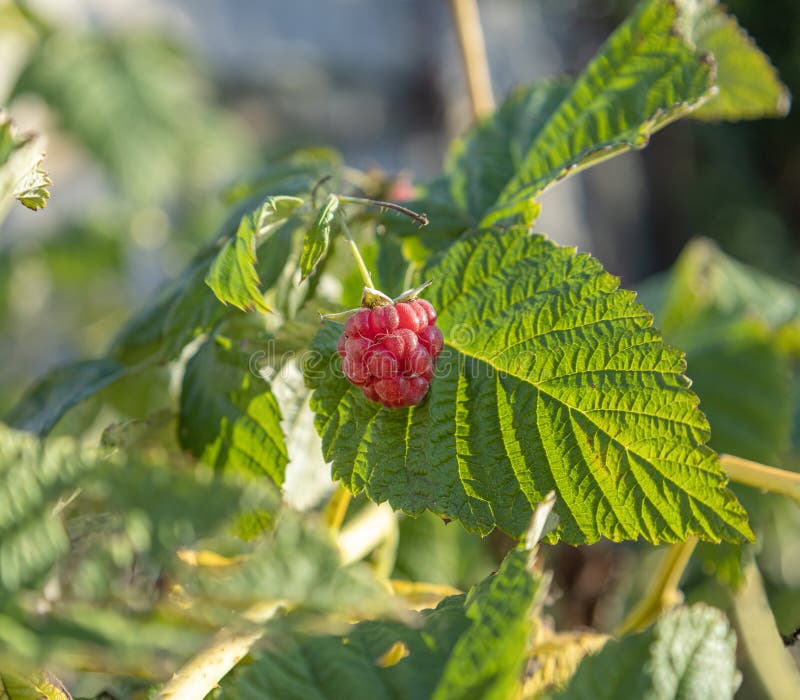 A Ripe Raspberry Berry Hangs on a Bush. Stock Photo - Image of food ...
