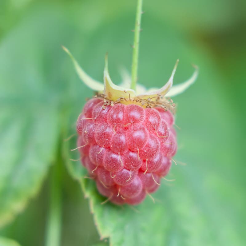 A Ripe Raspberry stock image. Image of close, summer - 70405217