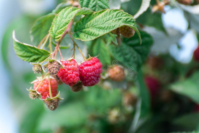 Ripe raspberry on branch stock photo. Image of raspberry - 37014250