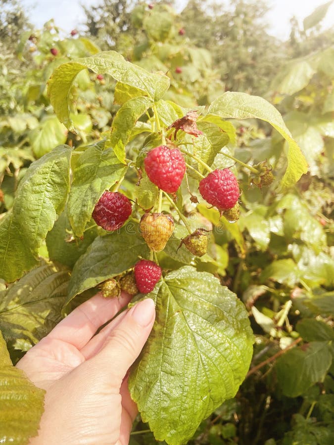 Ripe Raspberry Bush. Hand Shows Raspberry Berries on a Plant Stock ...