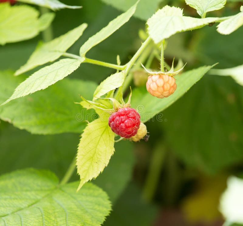 Ripe Raspberry on Bush on Nature Stock Image - Image of agriculture ...