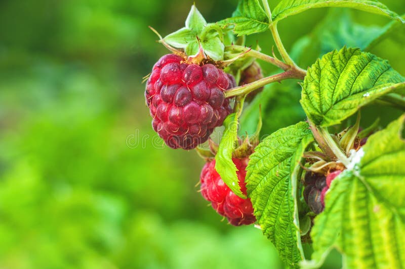 Ripe raspberry bushes. stock photo. Image of macro, dieting - 73415968