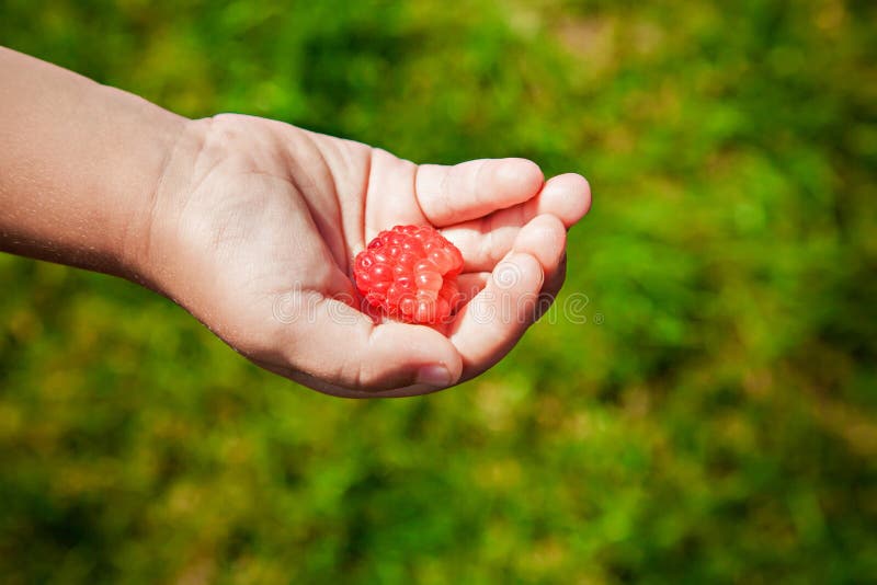 Ripe Raspberry in the Child S Hand Stock Image - Image of freshness ...