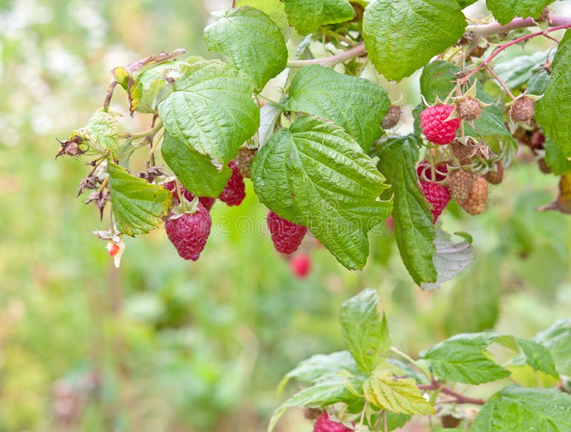Ripe raspberry stock photo. Image of closeup, organic - 59260386