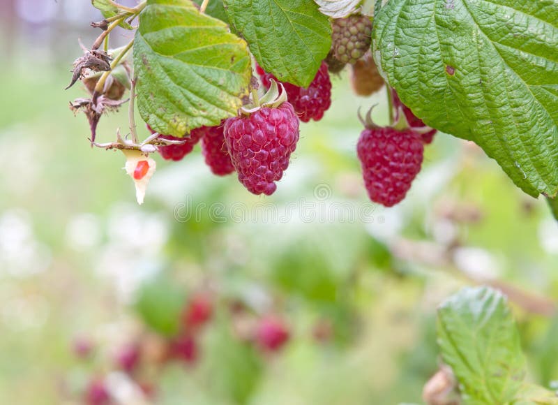 Ripe raspberry stock photo. Image of fresh, growth, hanging - 59987800