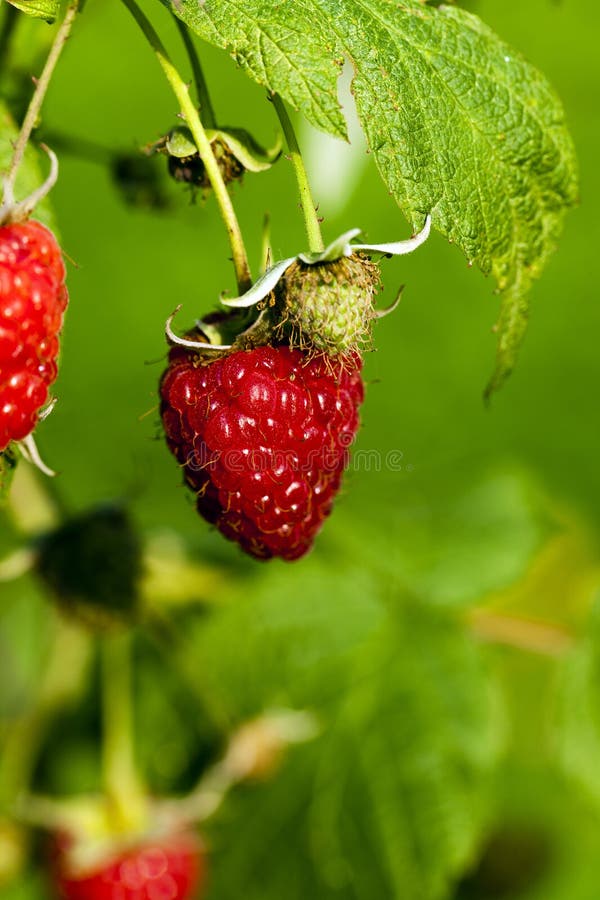 Ripe raspberry close up stock photo. Image of bush, nature - 68829436