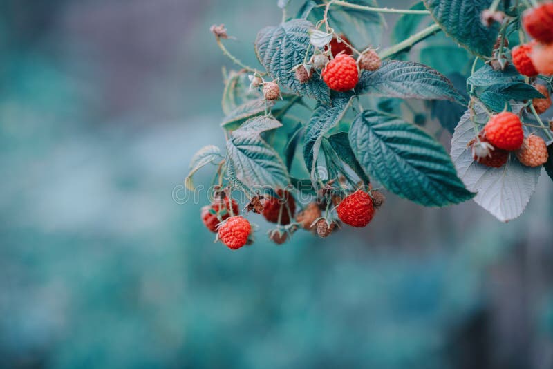Ripe raspberry stock photo. Image of closeup, juicy, leaf - 80245802
