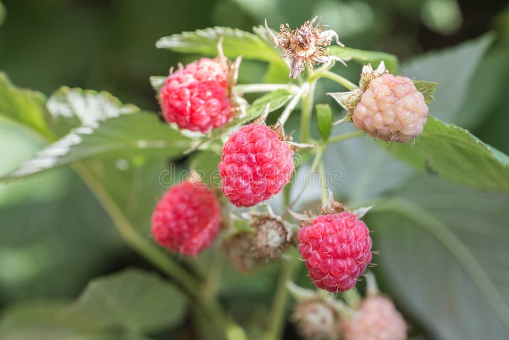Ripe raspberry stock photo. Image of natural, closeup - 32265476
