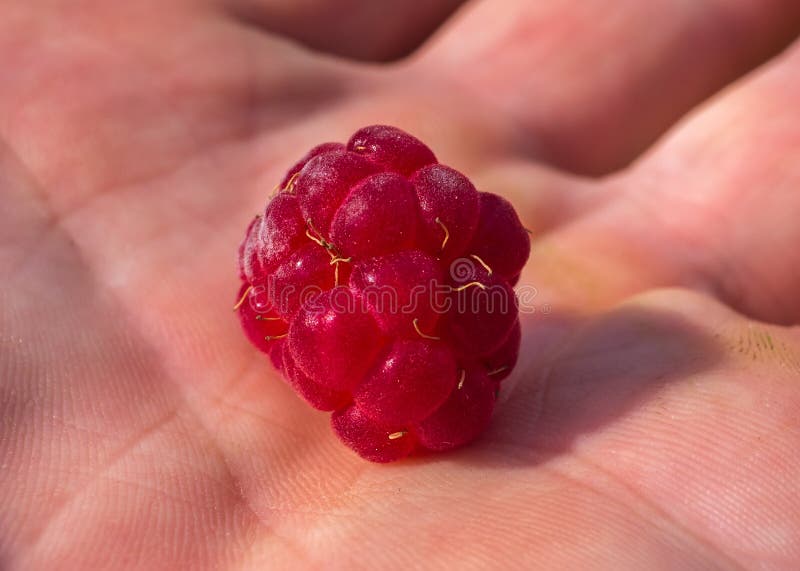 Ripe Raspberry Close Up on a Palm Stock Image - Image of closeup, macro ...