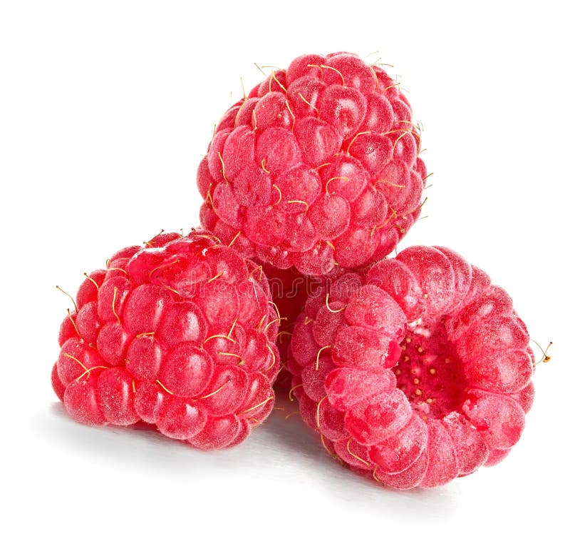 Raspberry stock image. Image of botanic, botany, isolated - 2584375